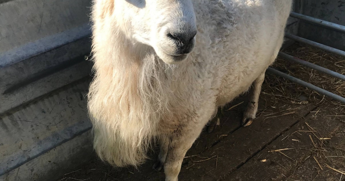 1 Easycare Breeding Ram | SellMyLivestock - The Online Livestock ...
