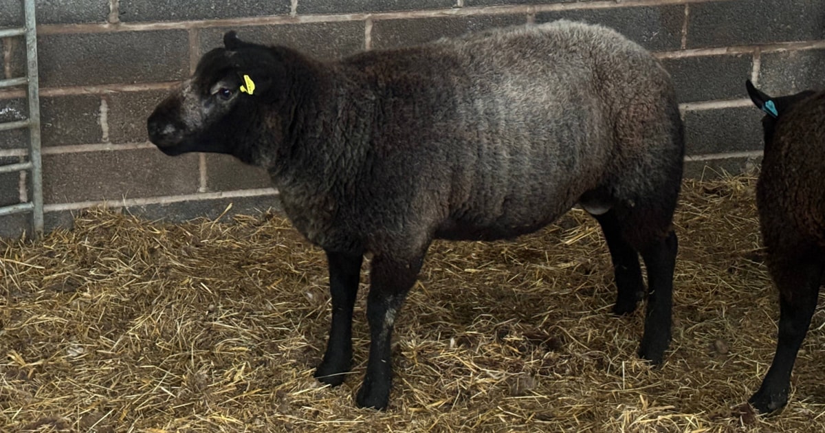3 Pedigree Blue Texel Breeding Rams | SellMyLivestock - The Online ...