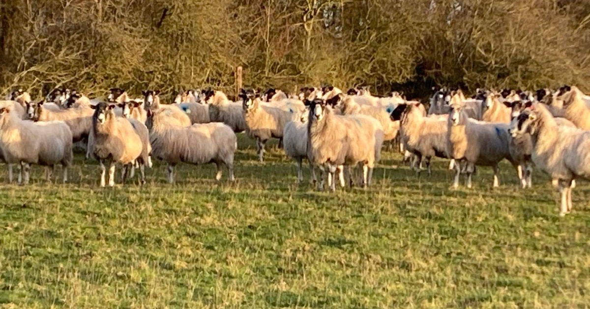 125 North of England Mule In-Lamb Breeding Ewes | SellMyLivestock - The ...