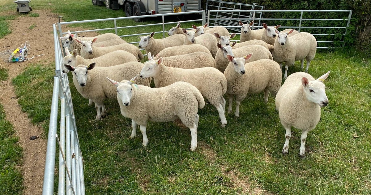 20 Texel, Cheviot, Welsh Mule, Bleu du Maine Cross Breeding Lambs ...