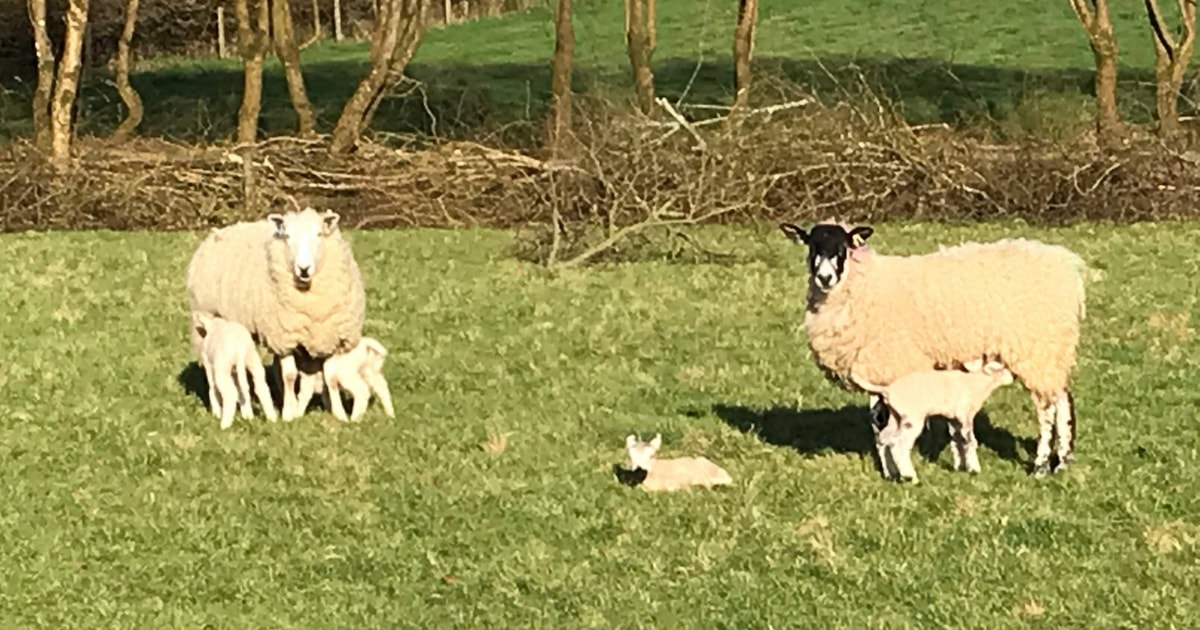 60 Welsh Mule, North of England Mule Cross Breeding Shearlings, Ewes ...