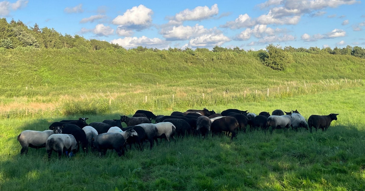 20 Dutch Spotted, Blue Texel Cross Breeding Shearlings ...
