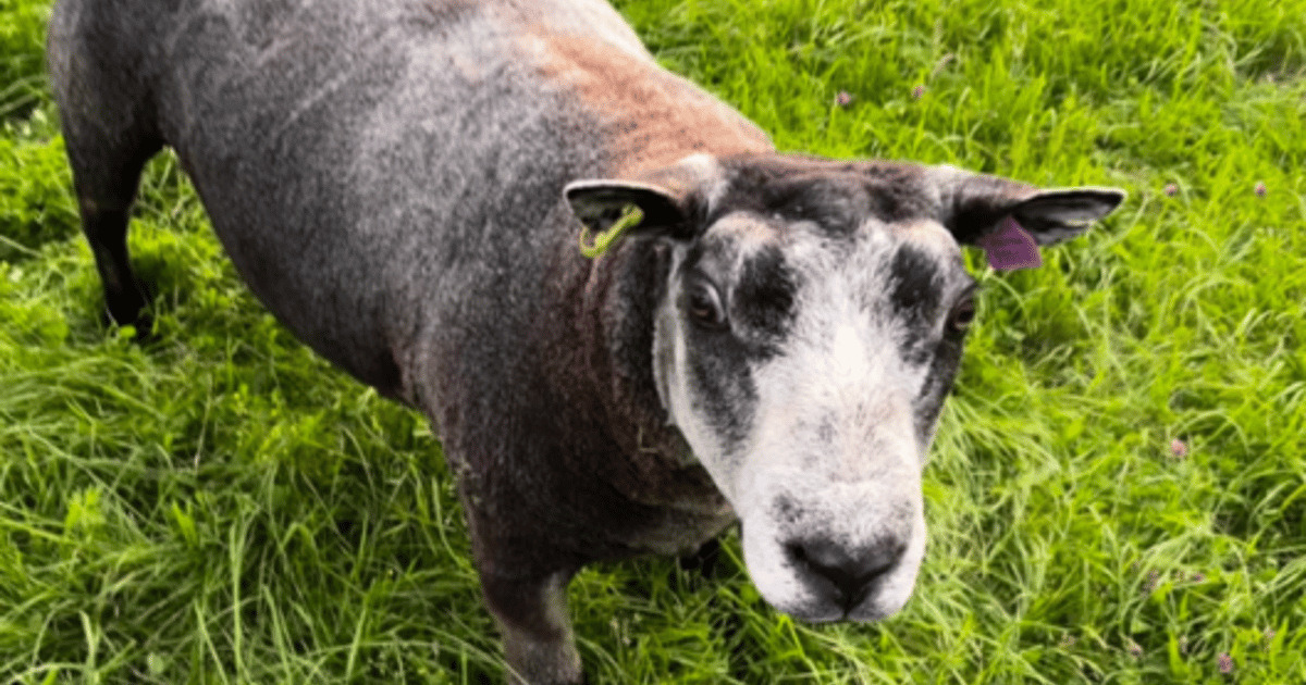 1 Blue Texel, Texel Cross Breeding Ram | SellMyLivestock - The Online ...