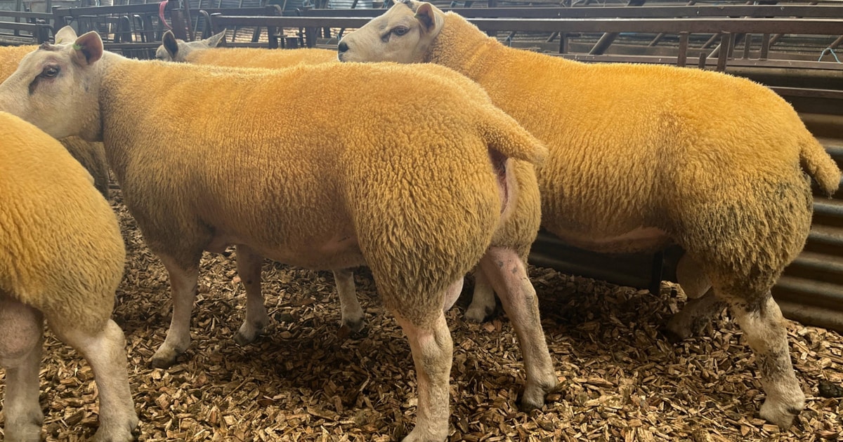 15 Beltex, Texel Cross Breeding Rams | SellMyLivestock - The Online ...