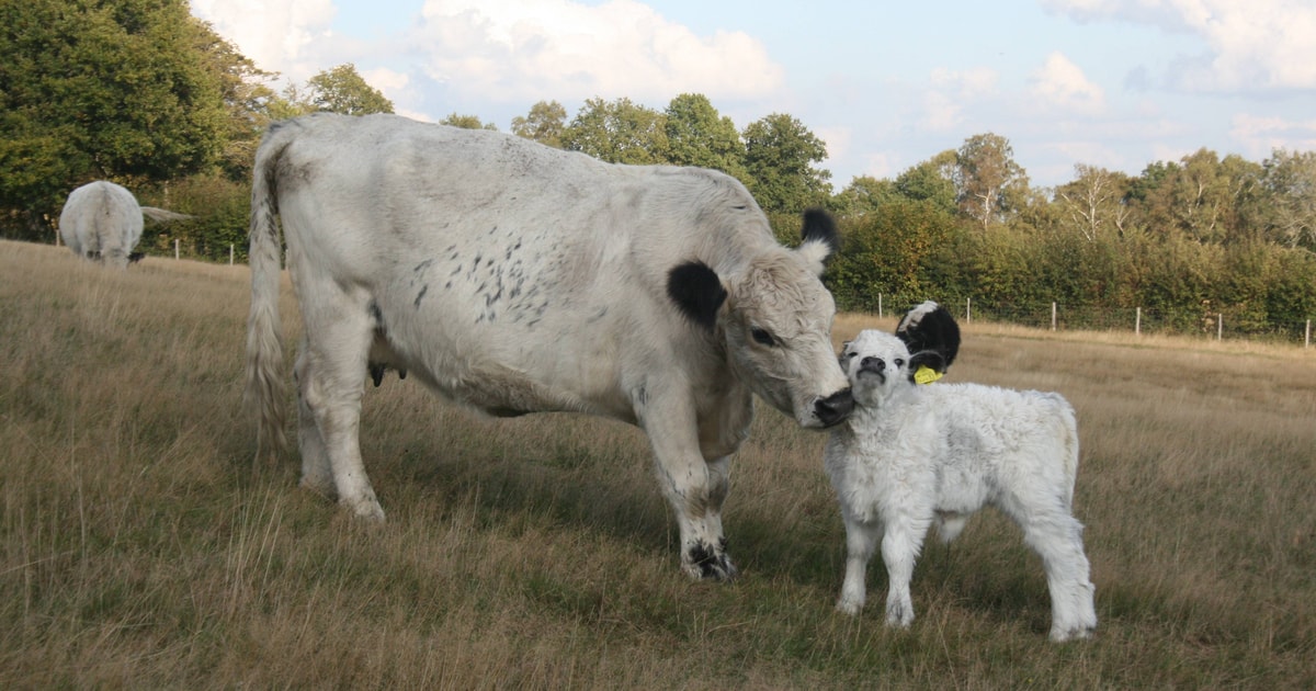 2 Pedigree Riggit Galloway Breeding Cows with Calves at Foot ...