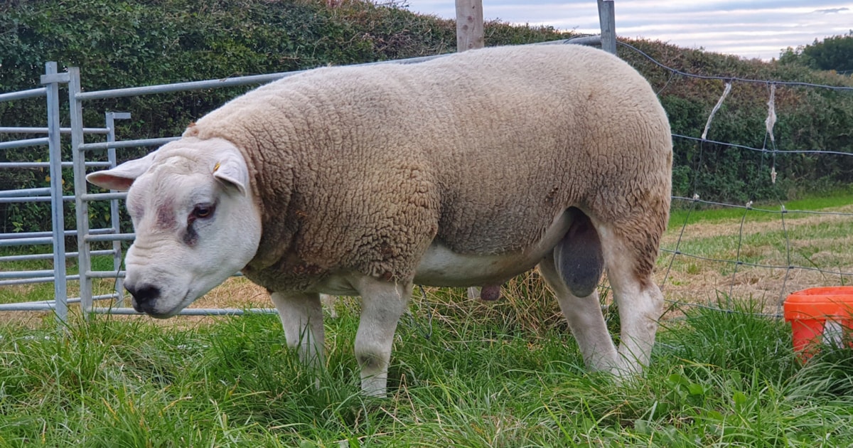 1 Pedigree Texel Breeding Ram, Shearling | SellMyLivestock - The Online ...