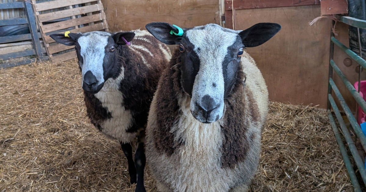 2 Dutch Spotted Breeding Rams | SellMyLivestock - The Online Livestock ...