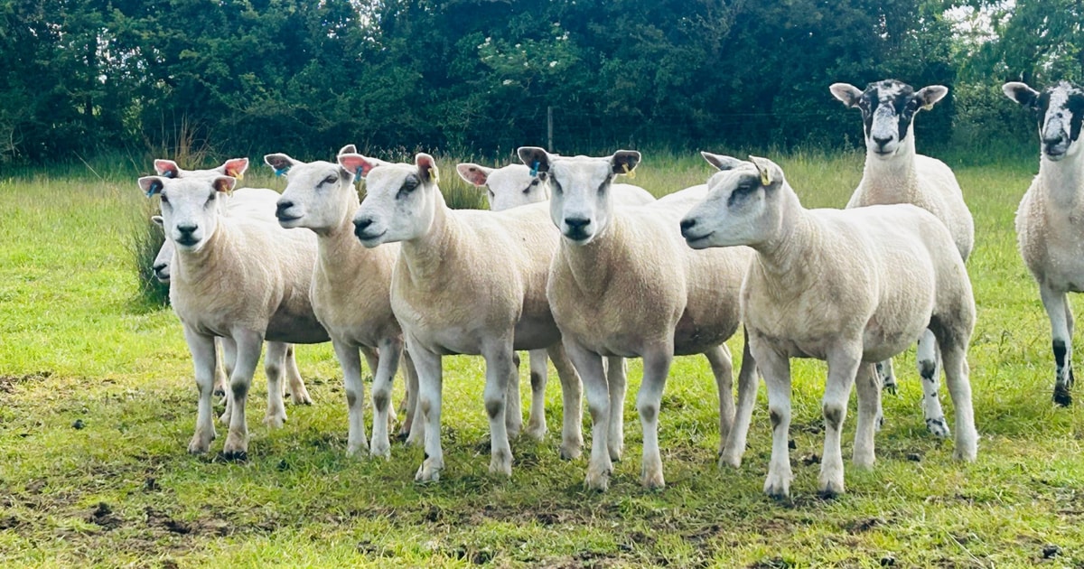 9 Texel Cross Breeding Gimmers | SellMyLivestock - The Online Livestock ...