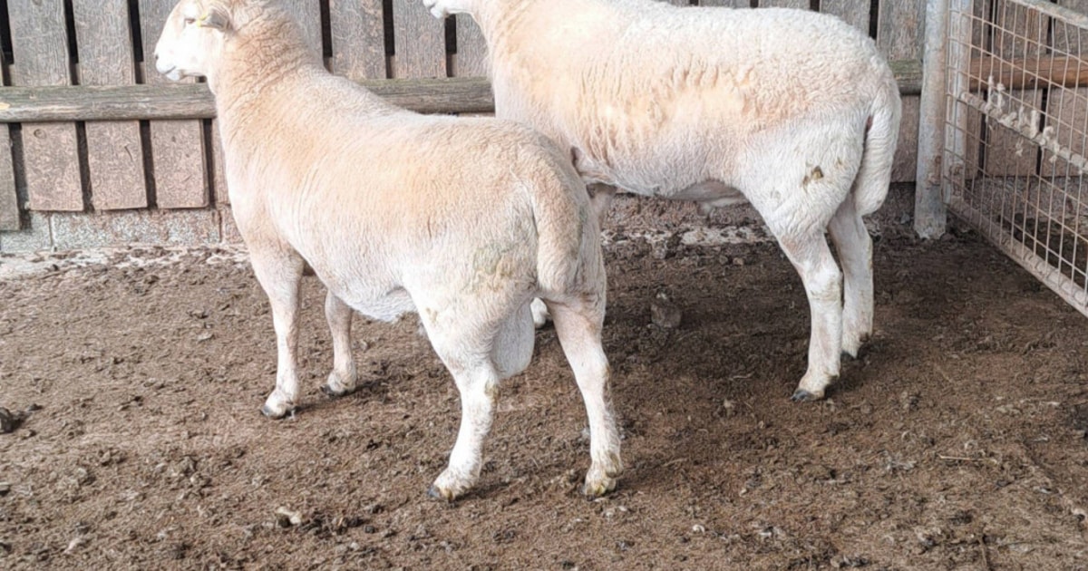 2 Easycare Breeding Rams, Shearlings | SellMyLivestock - The Online ...
