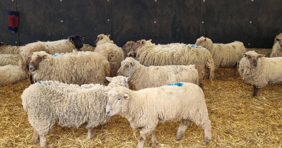 40 Texel, Lleyn, Black Welsh Mountain, Cheviot, Hampshire Down Cross ...