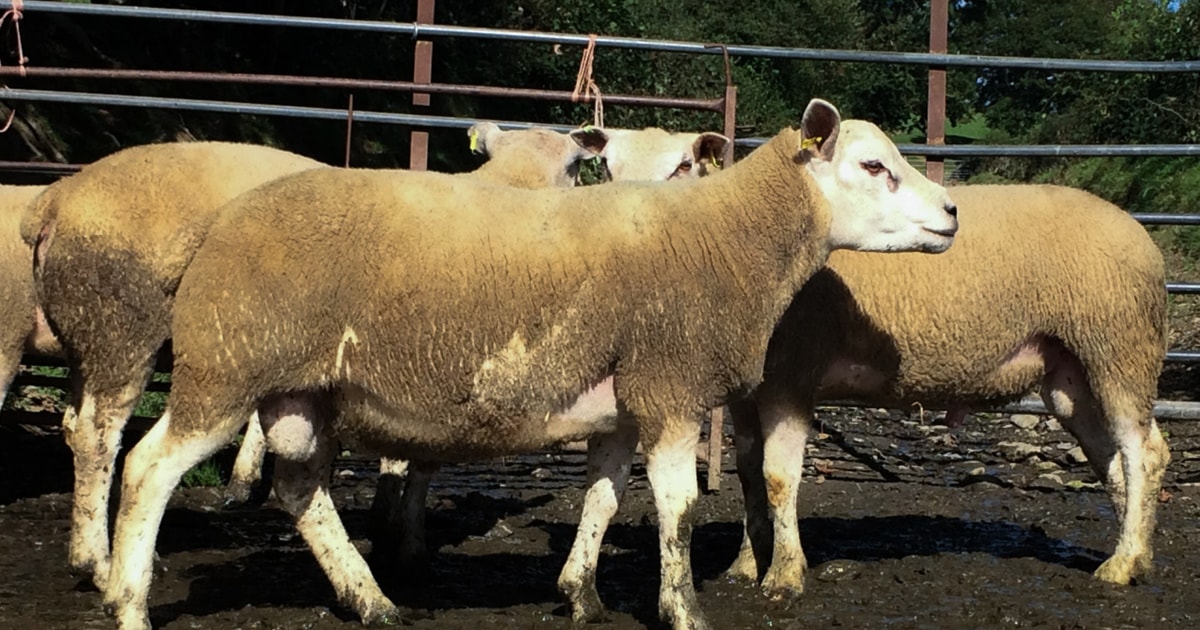 4 Texel, Beltex Breeding Rams | SellMyLivestock - The Online Livestock ...