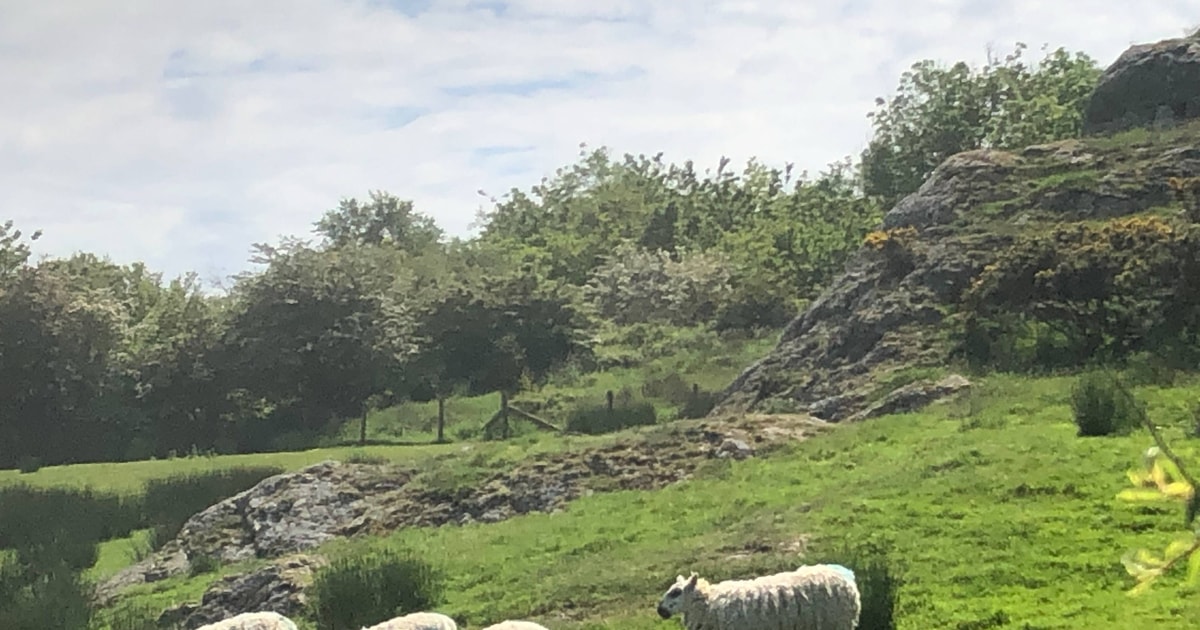 40 Welsh Mule, Cheviot Mule, Texel Cross Breeding Lambs ...