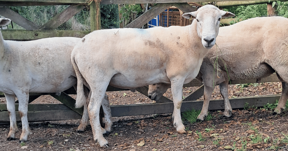 1 Pedigree Exlana Breeding Ram | SellMyLivestock - The Online Livestock ...