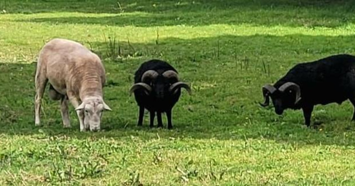 1 Hebridean Breeding Ram | SellMyLivestock - The Online Livestock ...