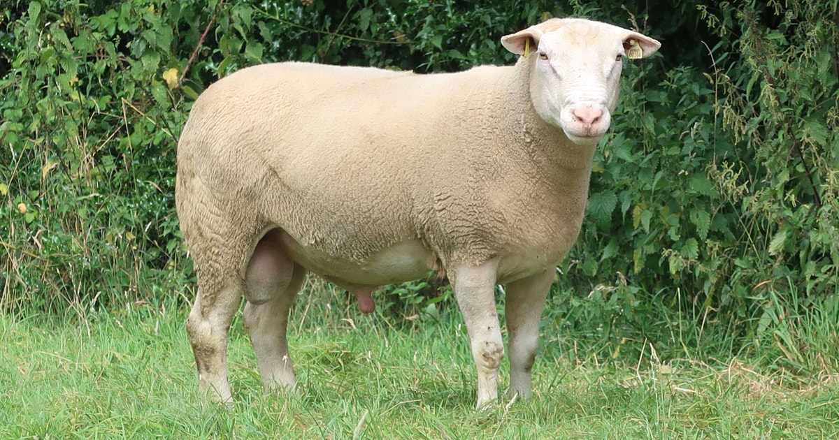 1 Pedigree Berrichon Breeding Ram | SellMyLivestock - The Online ...