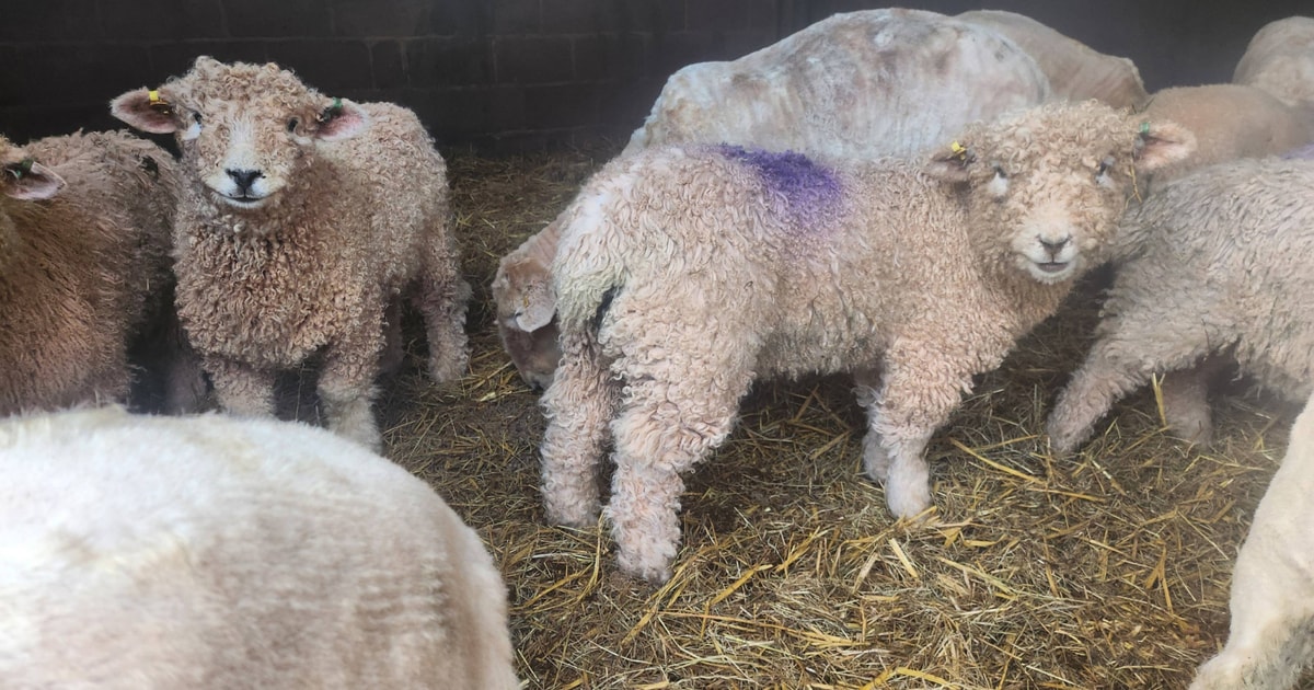 9 Pedigree Devon And Cornwall Longwool Store, Breeding Lambs ...