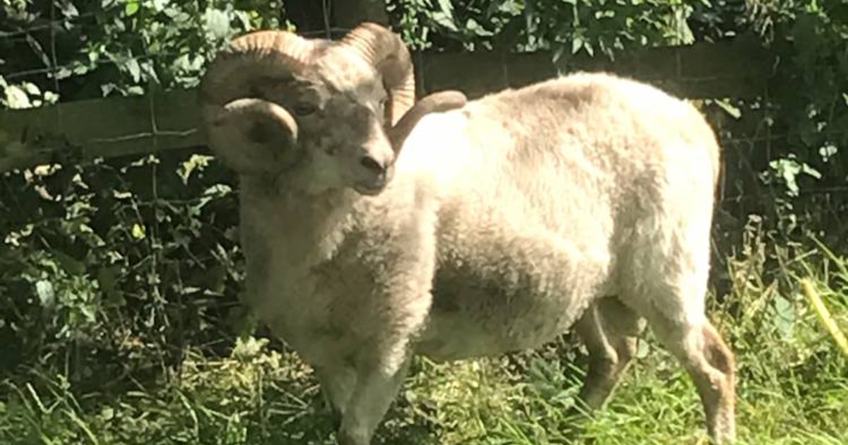 1 Boreray Breeding Ram | SellMyLivestock - The Online Livestock Marketplace