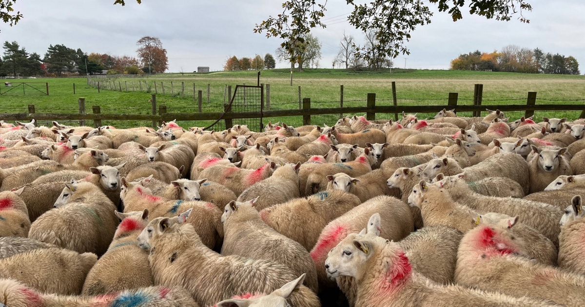50 Welsh Mule, Texel Cross Breeding Hoggs, Lambs | SellMyLivestock ...
