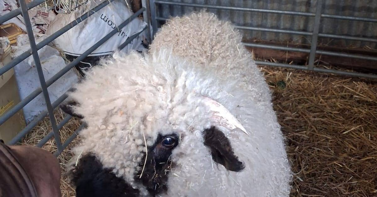 1 Pedigree Valais Blacknose Breeding, Teaser Lamb | SellMyLivestock ...