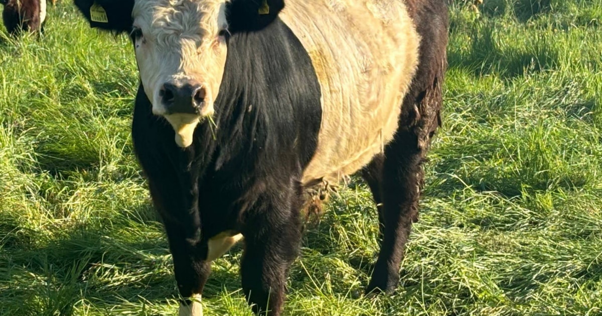 4 Hereford, Belted Galloway Cross Breeding Heifers, Young Bulls ...