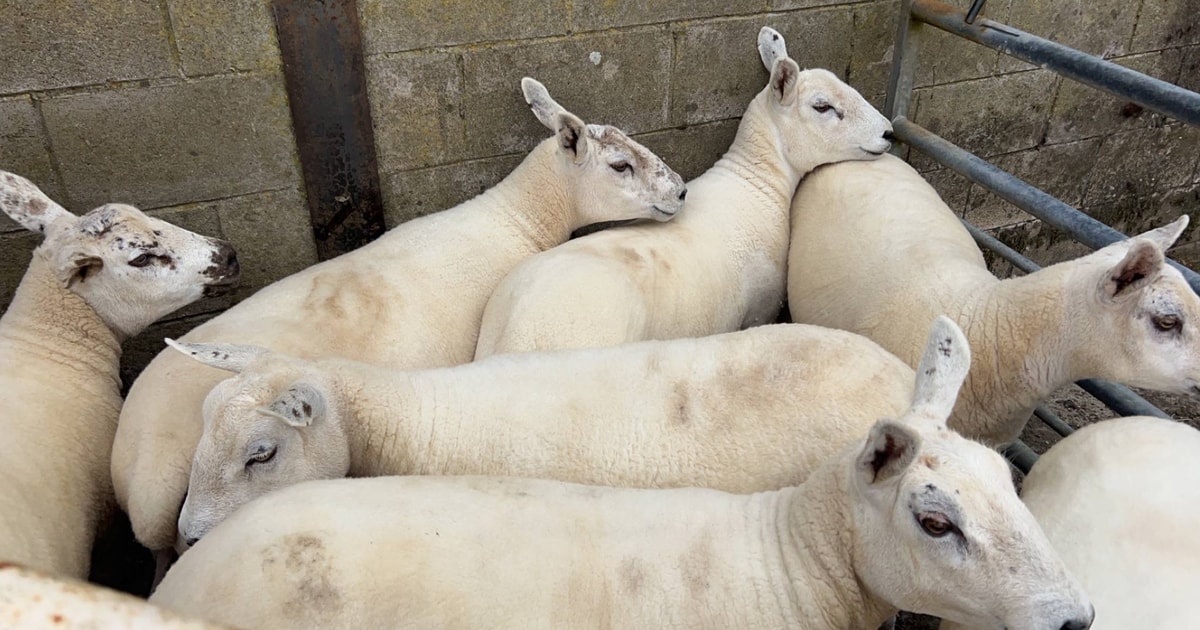10 Texel Cross Breeding Shearlings | SellMyLivestock - The Online ...