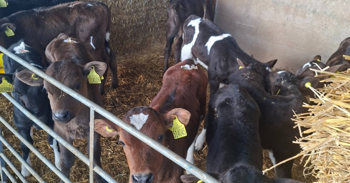 50 Holstein Friesian, Ayrshire, British Friesian, Jersey, Holstein ...