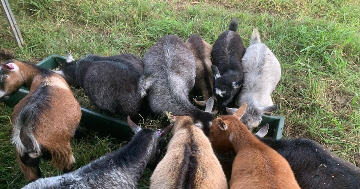 60 Organic Pedigree Pygmy Meat, Breeding Bucks, Does, Kids, Yearlings ...