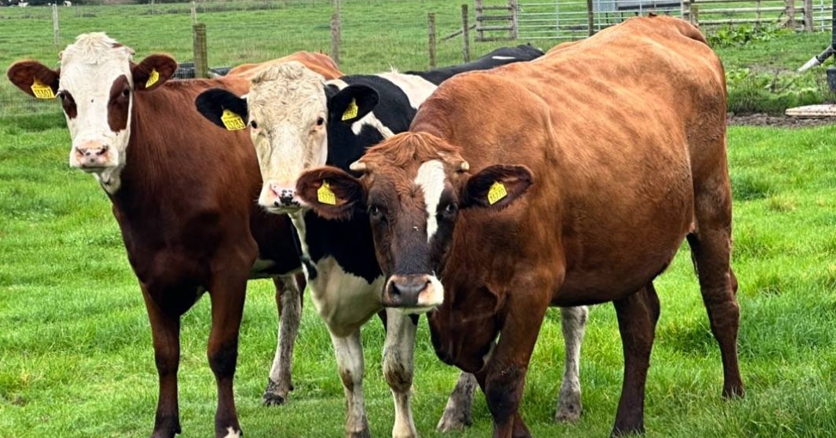 5 Holstein, Danish Red, Montbeliarde Cross In-Calf Dairy, Breeding ...