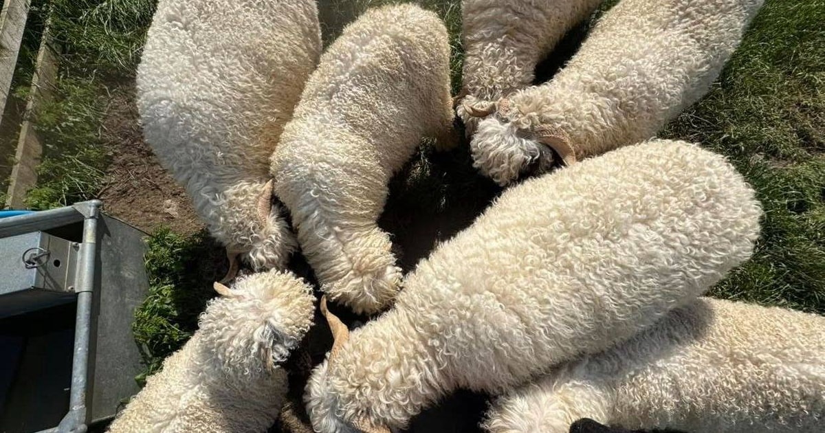 30 Organic Valais Blacknose Store, Breeding Ewes, Lambs, Rams, Gimmers ...