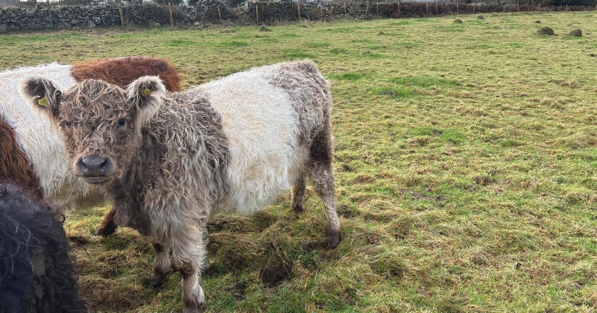 1 Pedigree Belted Galloway Breeding Heifer | SellMyLivestock - The ...