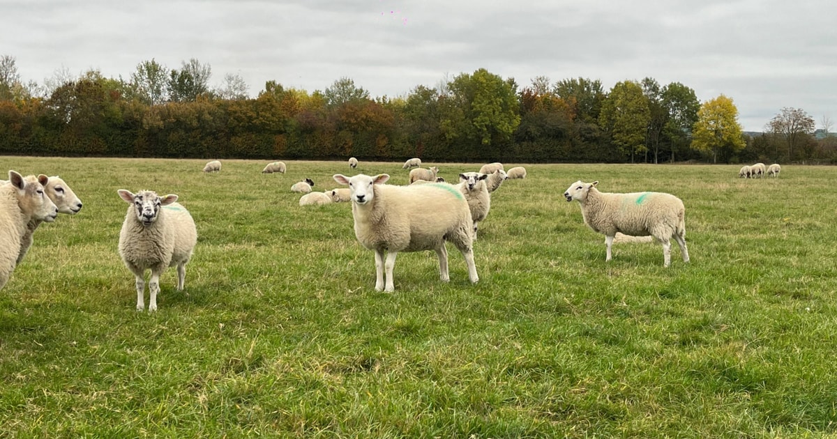 14 North of England Mule Cross Store Lambs | SellMyLivestock - The ...