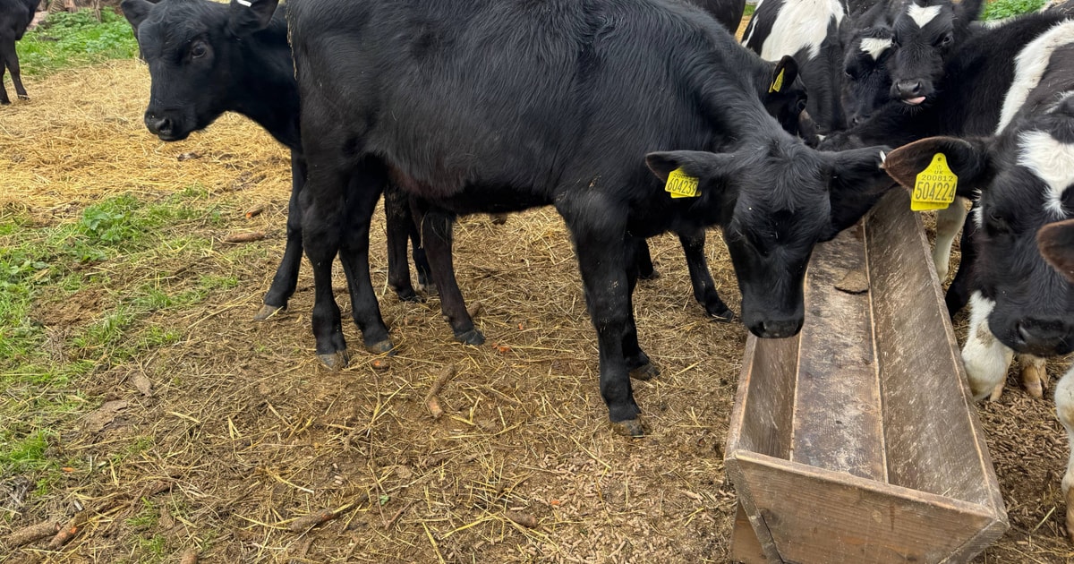 18 Aberdeen Angus Cross Calves | SellMyLivestock - The Online Livestock ...