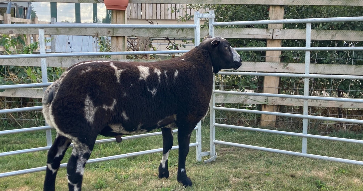 1 Pedigree Dutch Spotted Breeding Ram | SellMyLivestock - The Online ...