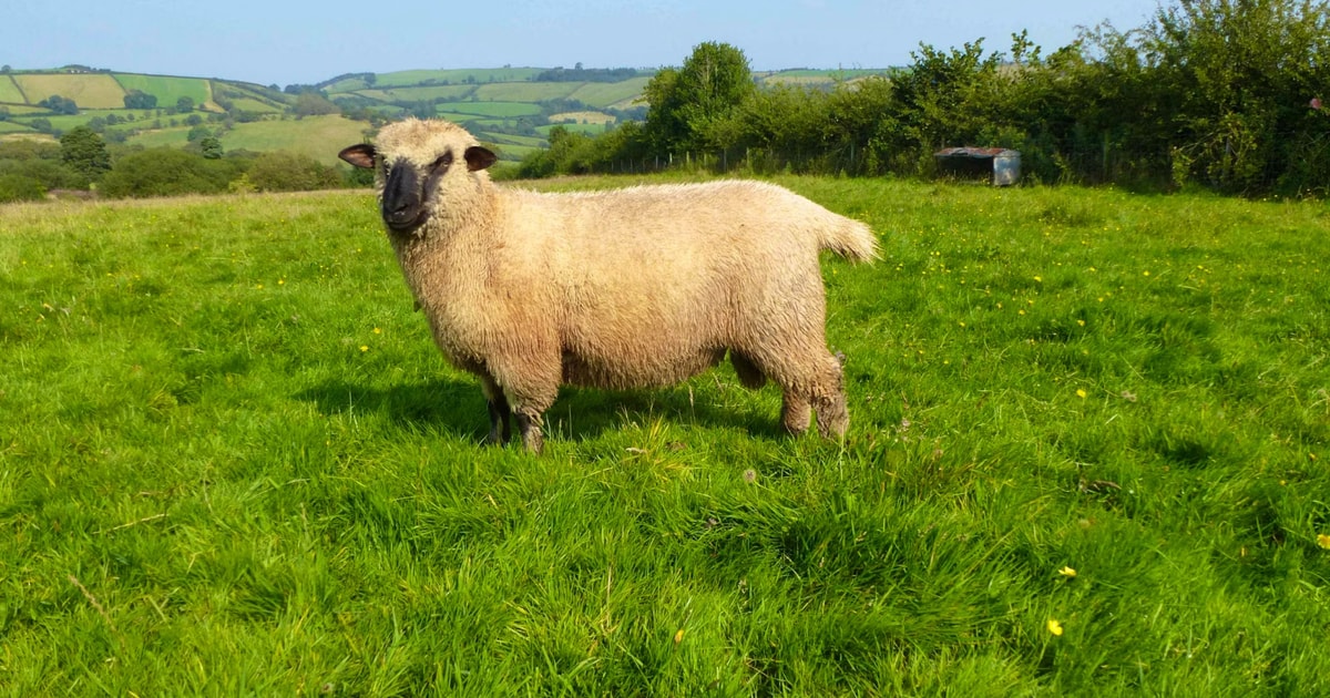 1 Pedigree Shropshire Breeding Ram | SellMyLivestock - The Online ...