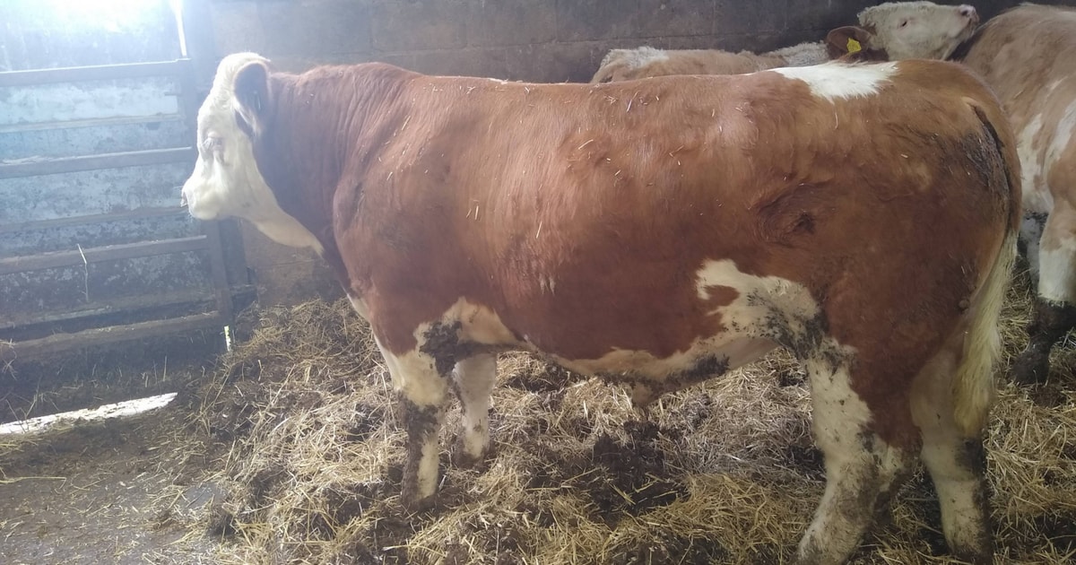 1 Pedigree Simmental Breeding Bull | SellMyLivestock - The Online ...