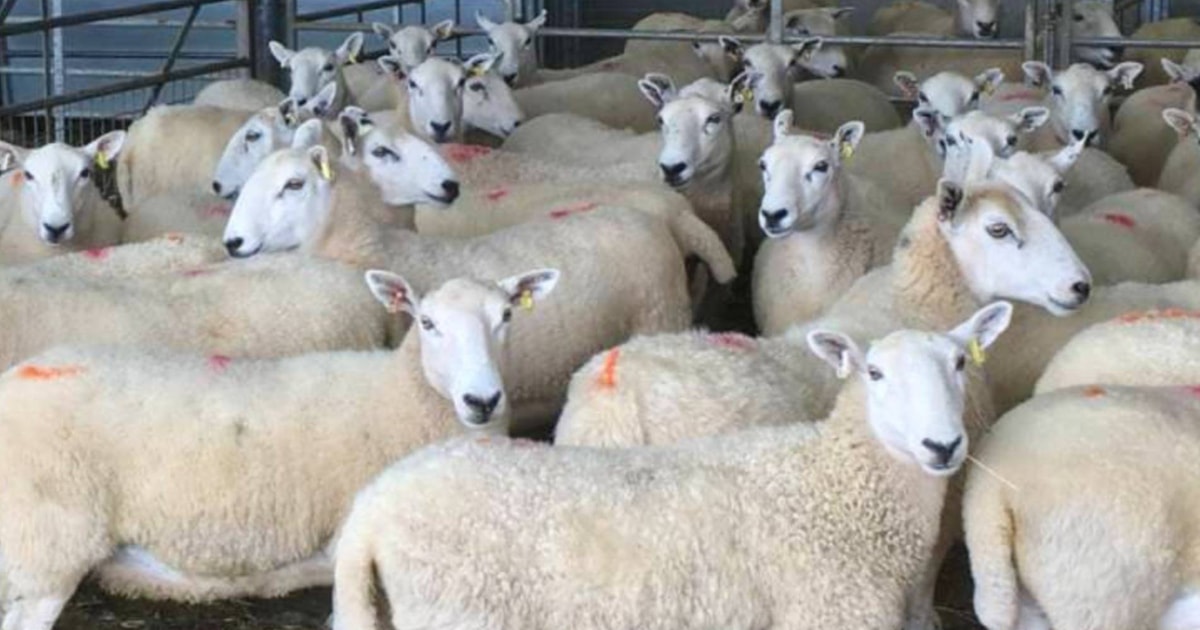 30 Welsh Mule Breeding Ewes | SellMyLivestock - The Online Livestock ...