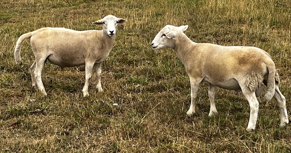 2 Easycare Breeding Rams | SellMyLivestock - The Online Livestock ...