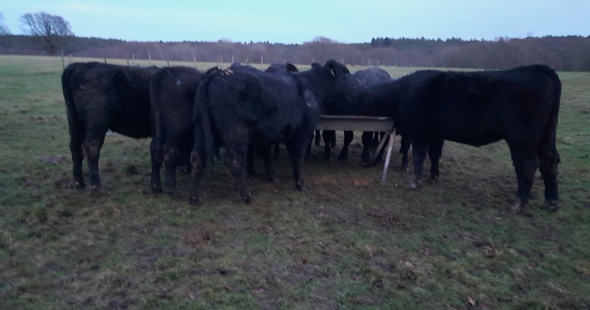 4 Pedigree Aberdeen Angus Breeding Heifers | SellMyLivestock - The ...