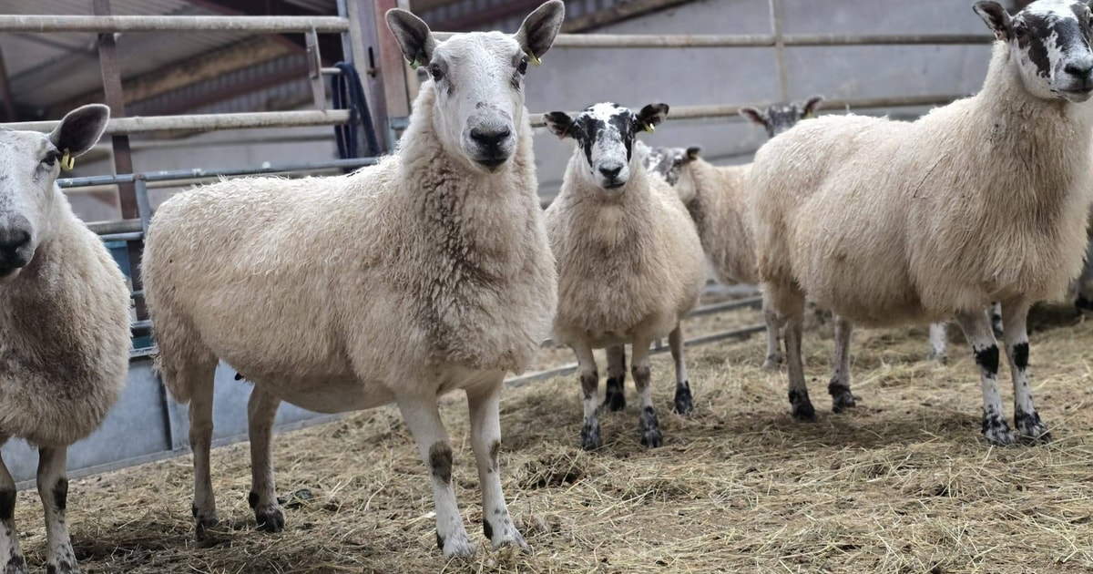 11 Scotch Mule, Cheviot Mule Breeding Ewes | SellMyLivestock - The ...