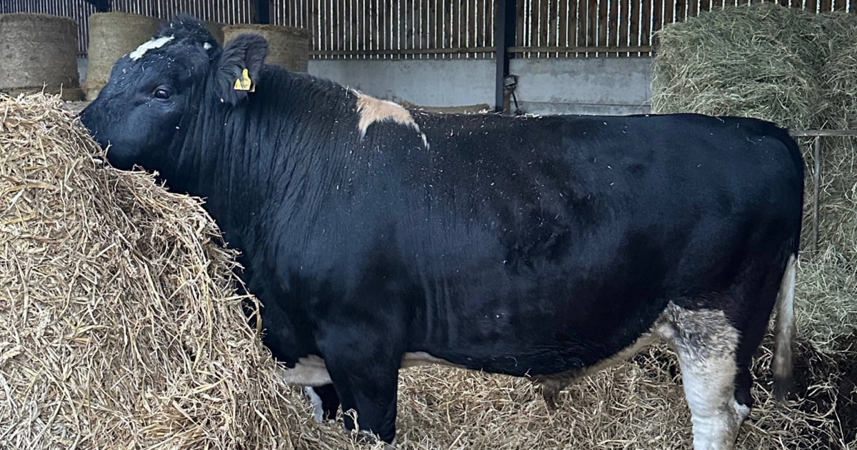 1 Aberdeen Angus Cross Breeding Bull | SellMyLivestock - The Online ...