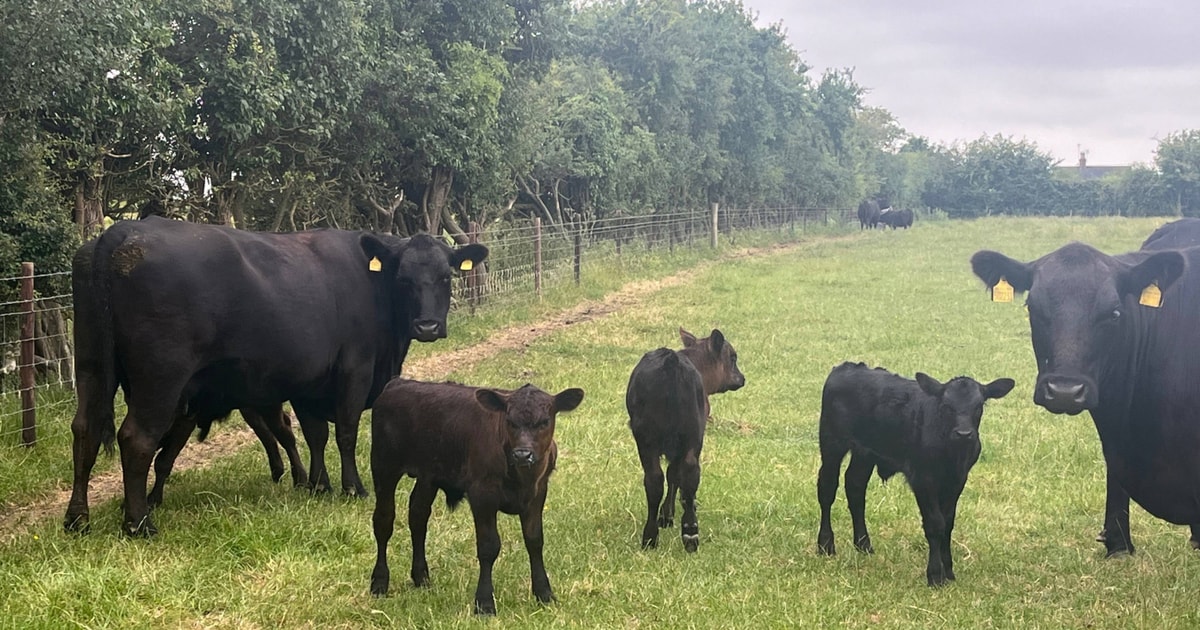 4 Pedigree Aberdeen Angus Breeding Cows with Calves at Foot ...