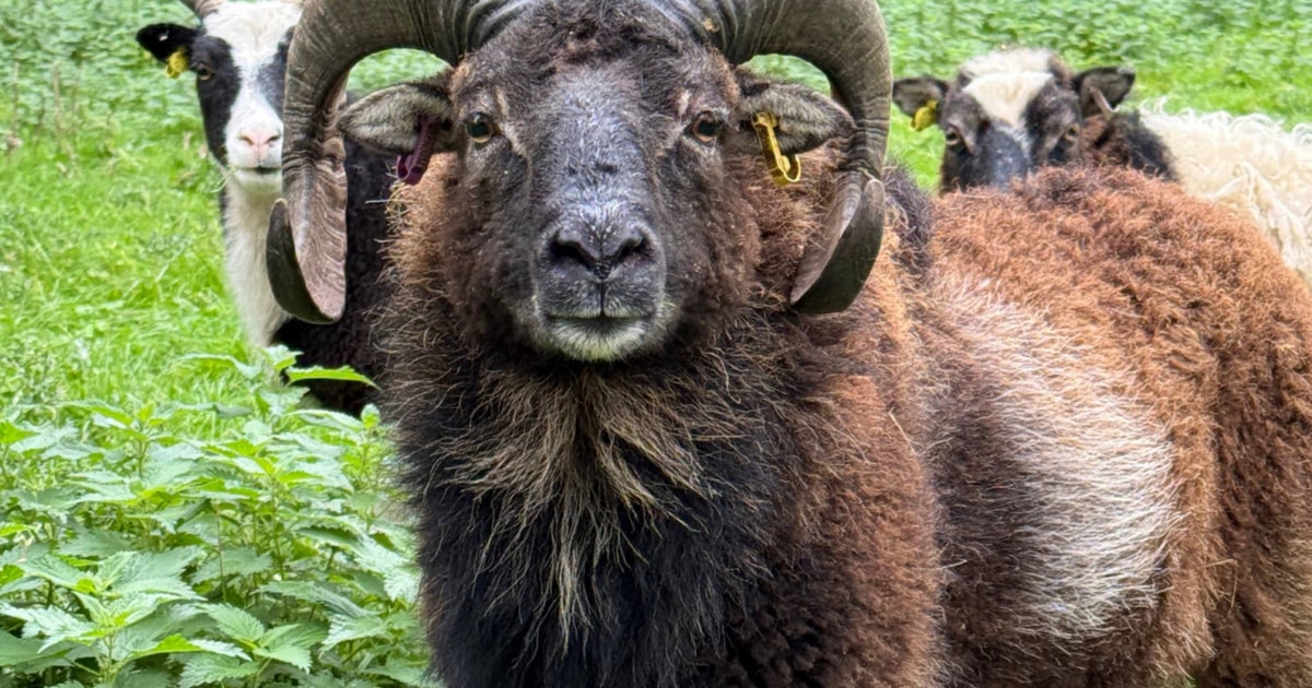 1 Soay Breeding Ram | SellMyLivestock - The Online Livestock Marketplace