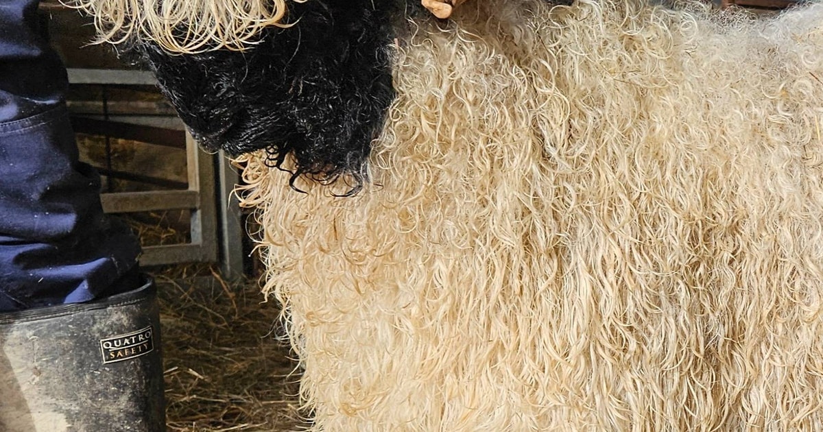 1 Pedigree Valais Blacknose Breeding Ram | SellMyLivestock - The Online ...