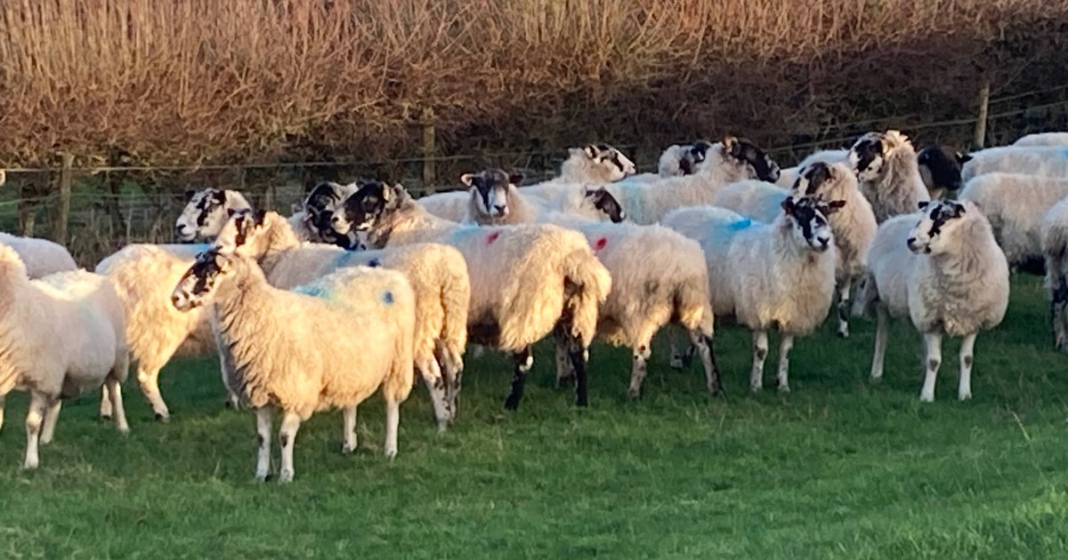 80 North of England Mule In-Lamb Breeding Ewes | SellMyLivestock - The ...