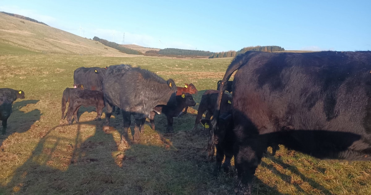 2 Pedigree Aberdeen Angus Breeding Cows with Calves at Foot ...
