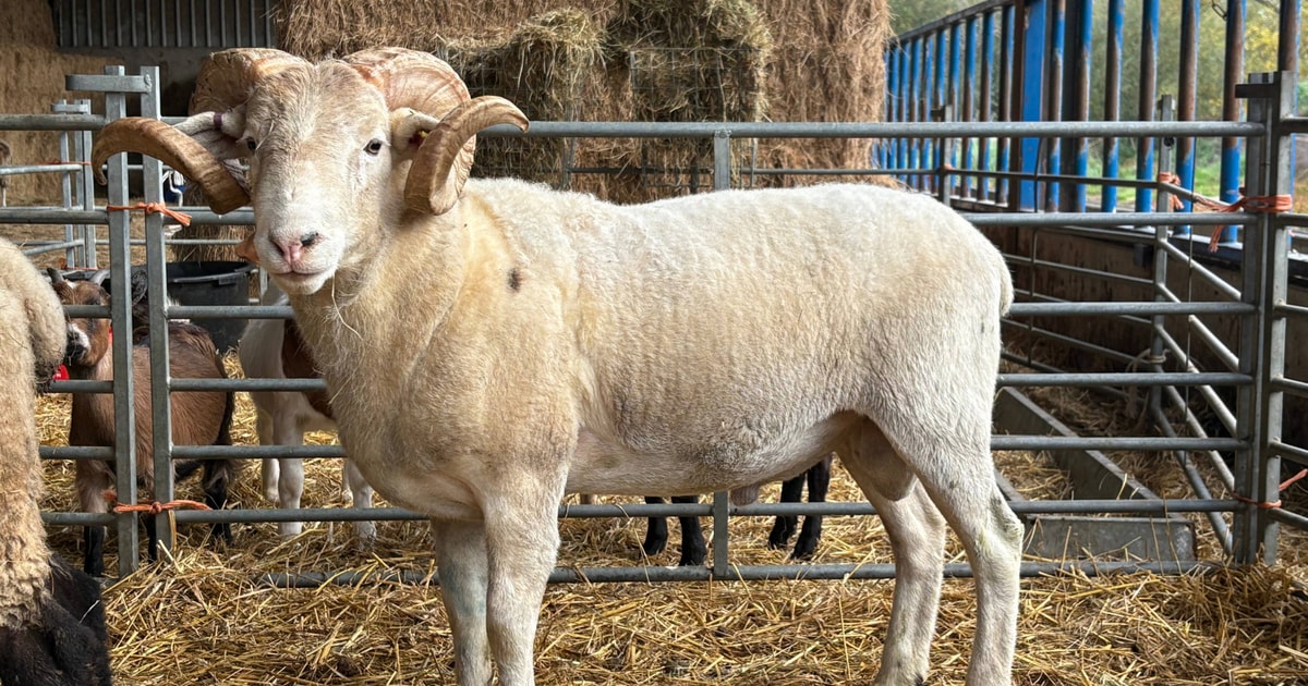 1 Wiltshire Horn Breeding Ram | SellMyLivestock - The Online Livestock ...