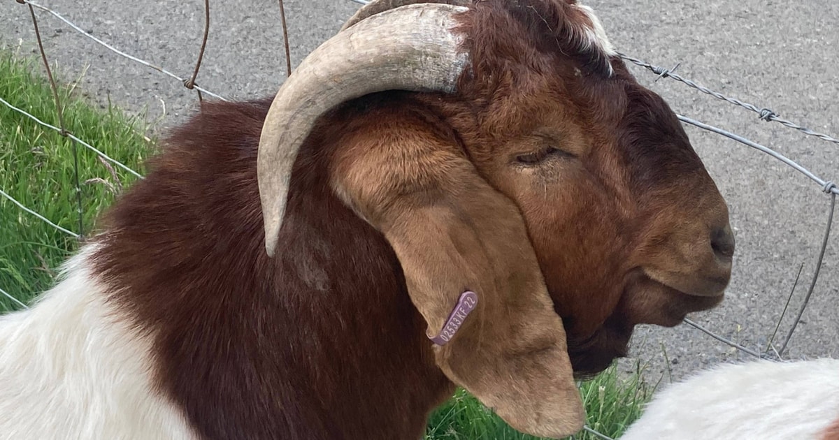 1 Pedigree Boer Meat, Breeding Buck, Yearling | SellMyLivestock - The ...