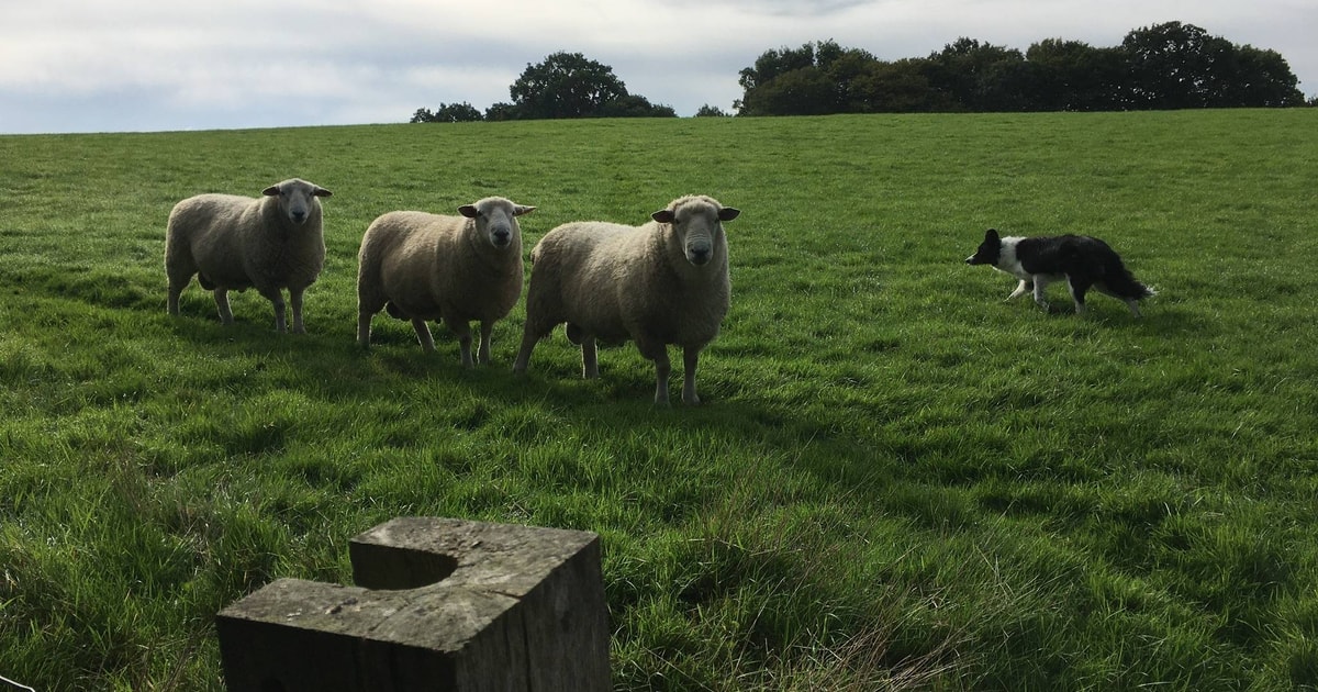 1 Romney Breeding Ram, Shearling | SellMyLivestock - The Online ...