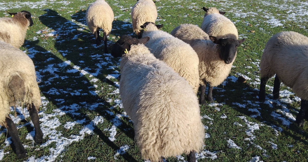 18 Suffolk Cross Store Hoggs | SellMyLivestock - The Online Livestock ...