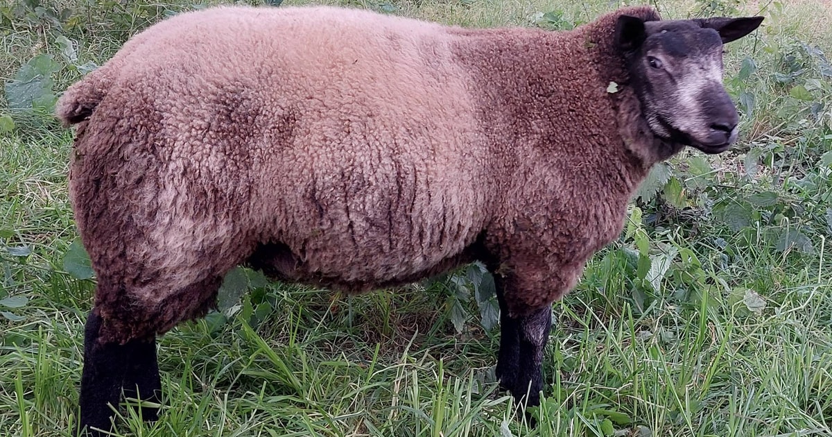 1 Pedigree Blue Texel Breeding Ram, Lamb | SellMyLivestock - The Online ...